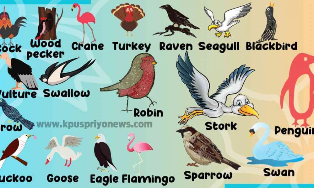 Beautiful Birds And Their Names Top 10 Most Stunningly Beautiful Birds